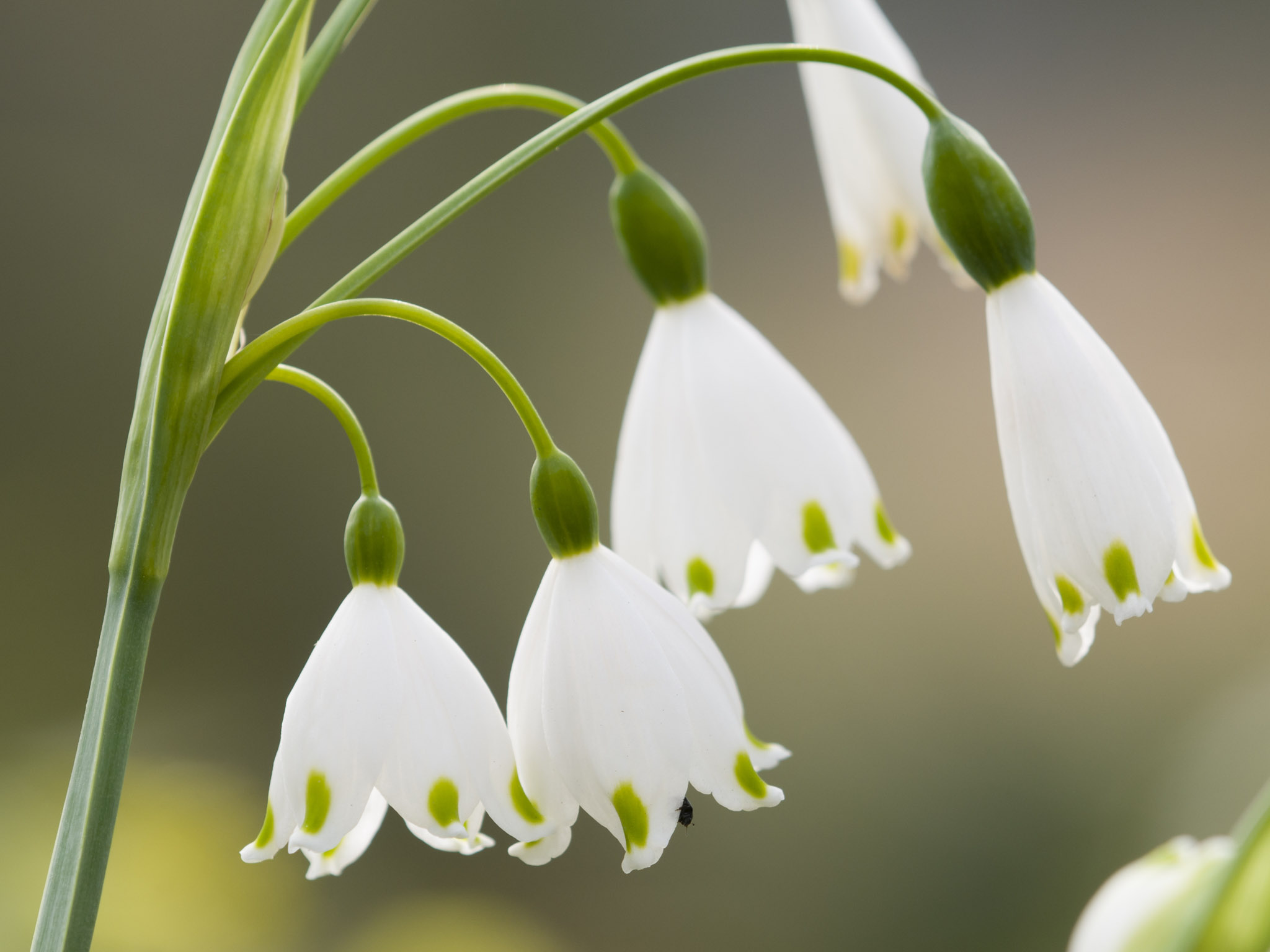 Snowflake Leucojum Vernum - Eurobulbs UK Ltd