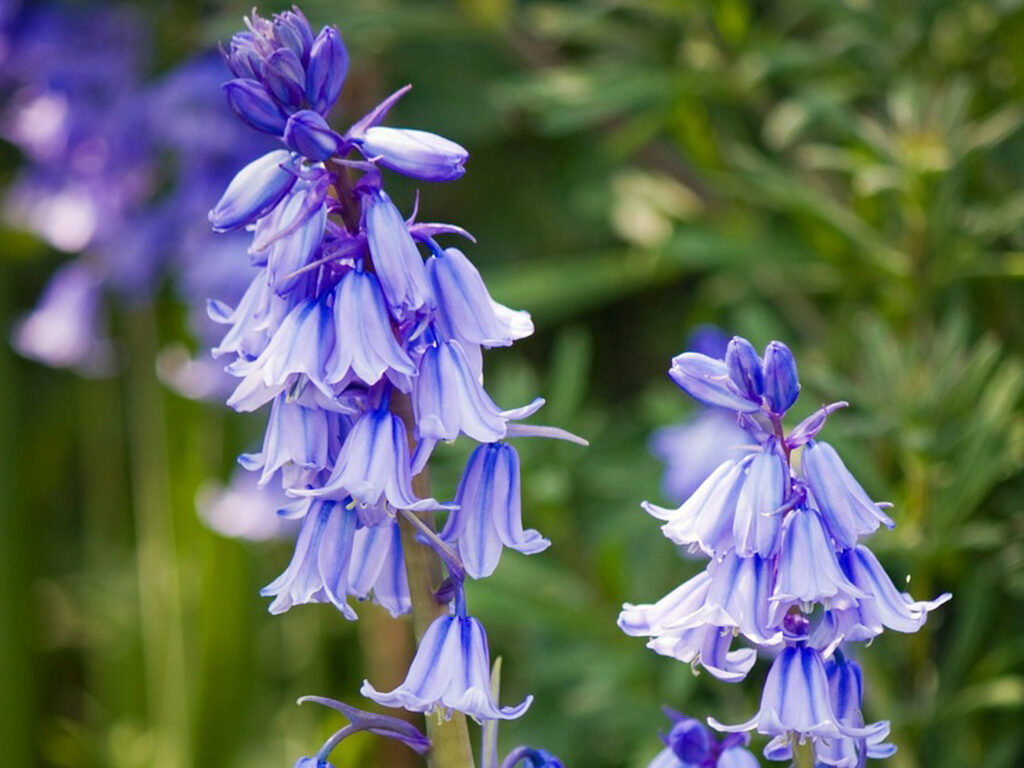 Hyacinthoides Non-Scripta English Bluebells - Eurobulbs UK Ltd