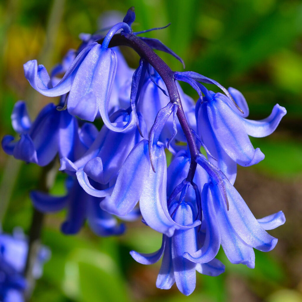 Hyacinthoides Non-Scripta English Bluebells - Eurobulbs UK Ltd
