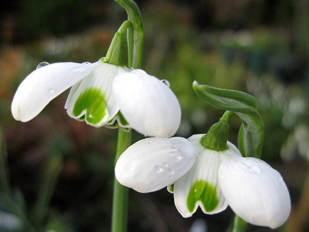 Hippolyta Snowdrops Galanthus - Eurobulbs UK Ltd