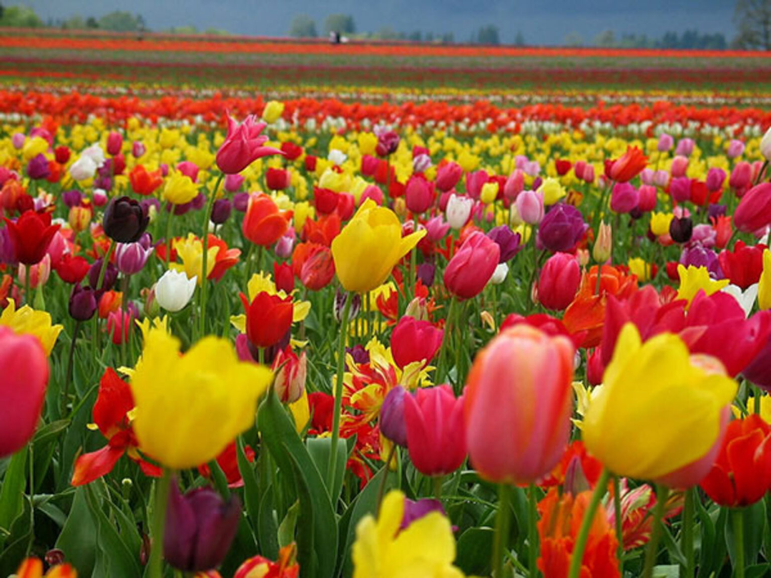 Garden Tulip Mix - Eurobulbs UK Ltd