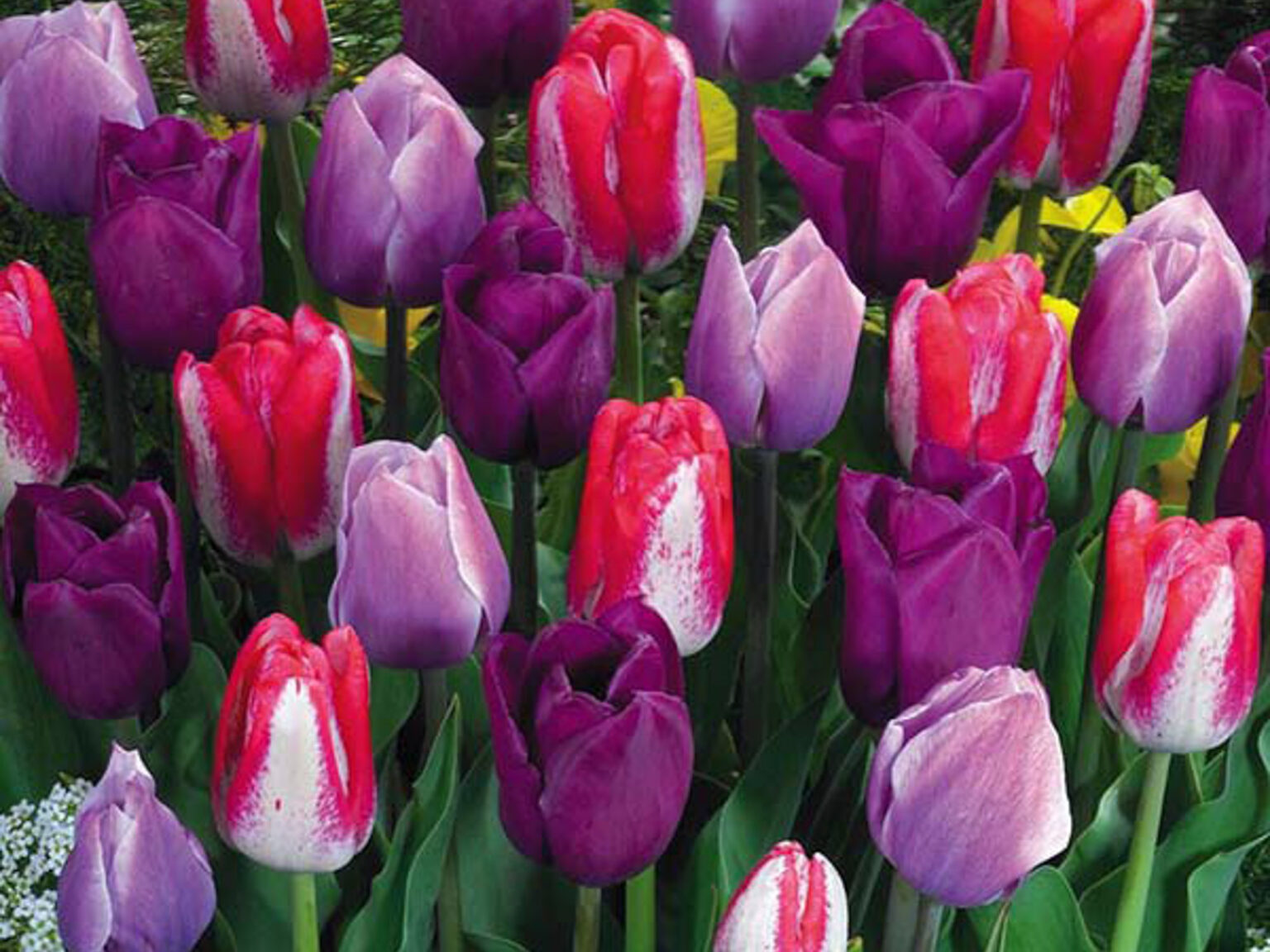 Home - Eurobulbs UK Ltd