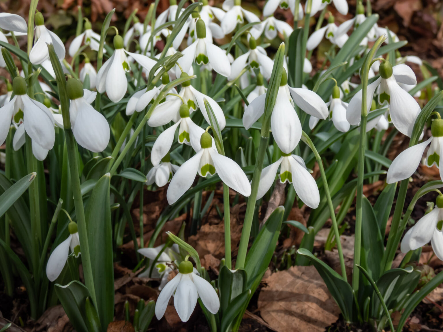 Home - Eurobulbs UK Ltd