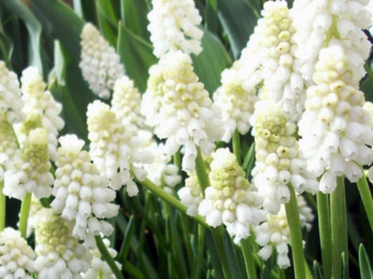Home - Eurobulbs UK Ltd