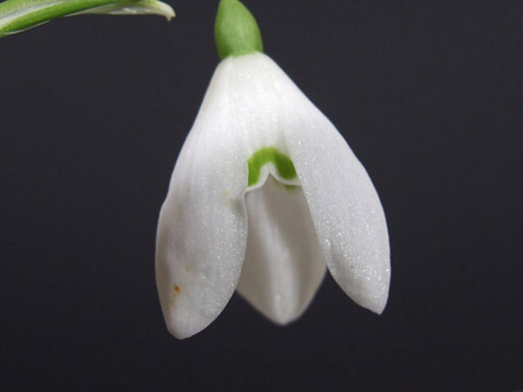 Single Snowdrops Galanthus - Eurobulbs UK Ltd