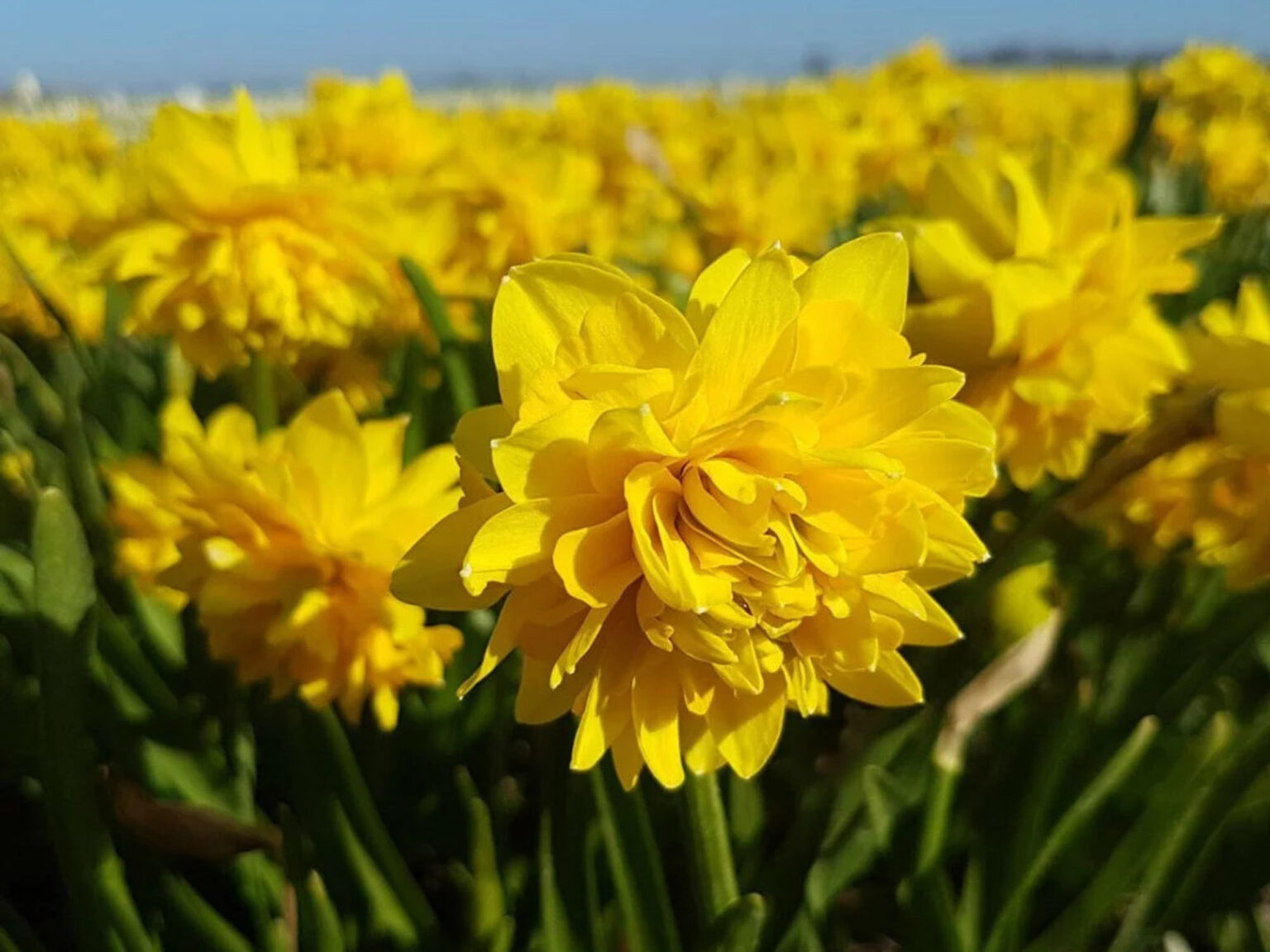 Home - Eurobulbs UK Ltd