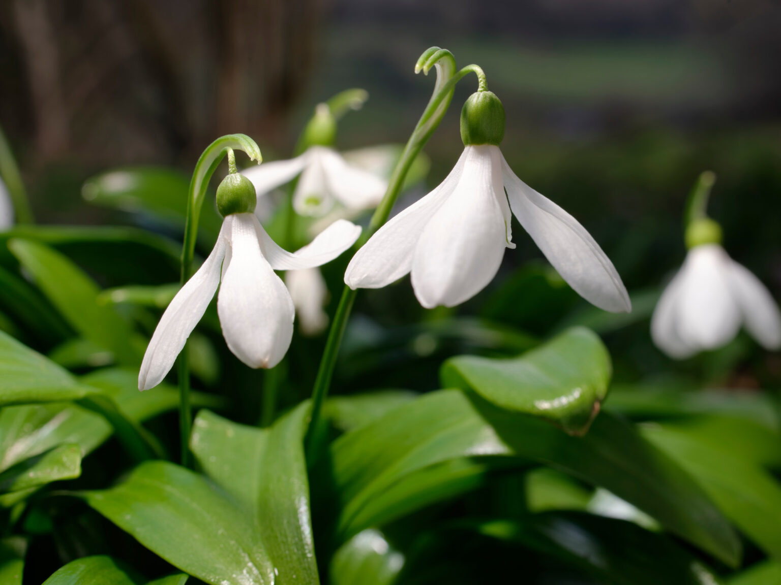 Home - Eurobulbs UK Ltd
